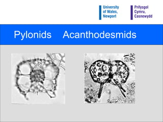 Radiolarian micropalaeontology: morphology and taxonomy | PPT