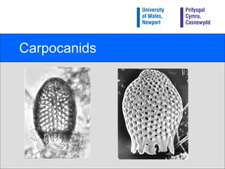 Radiolarian micropalaeontology: morphology and taxonomy | PPT
