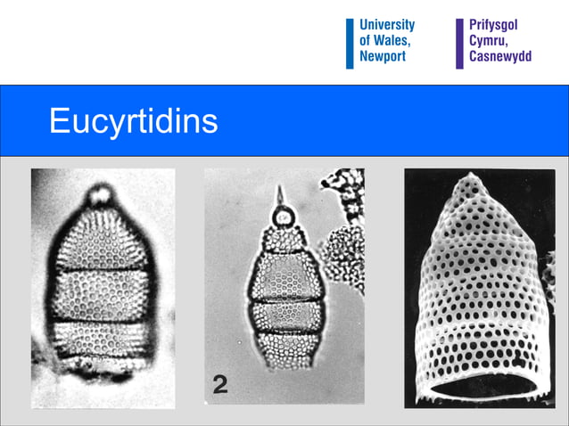 Radiolarian micropalaeontology: morphology and taxonomy | PPT | Geology ...