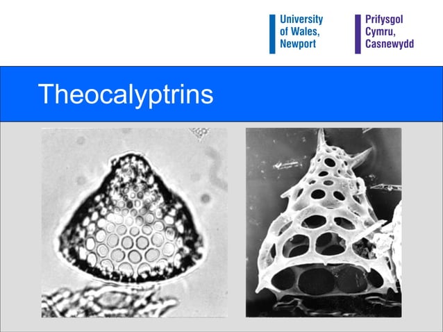 Radiolarian micropalaeontology: morphology and taxonomy | PPT | Geology ...