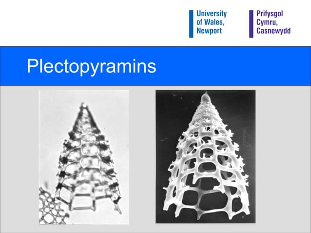 Radiolarian micropalaeontology: morphology and taxonomy | PPT | Geology ...