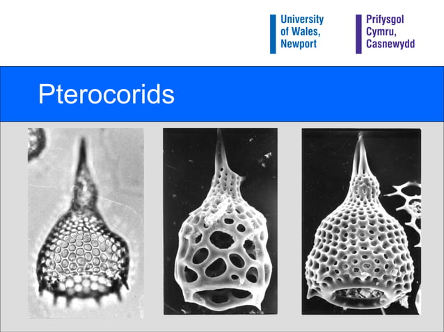 Radiolarian micropalaeontology: morphology and taxonomy | PPT | Geology ...