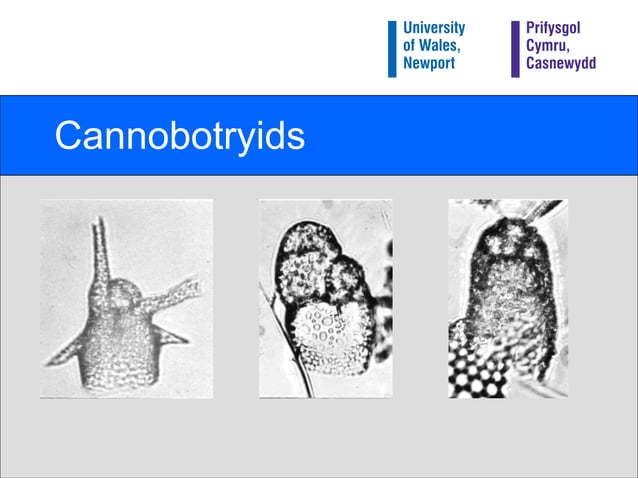 Radiolarian micropalaeontology: morphology and taxonomy | PPT | Geology ...