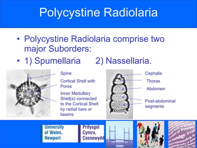 Radiolarian micropalaeontology: morphology and taxonomy | PPT | Geology ...