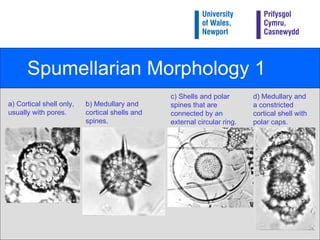 Radiolarian micropalaeontology: morphology and taxonomy | PPT