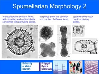 Radiolarian micropalaeontology: morphology and taxonomy | PPT