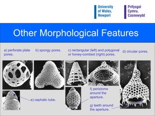 Radiolarian micropalaeontology: morphology and taxonomy | PPT