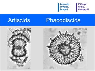 Radiolarian Slide Labeled