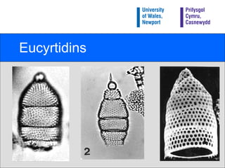 Radiolarians Slide