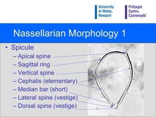 Radiolaria Diagram