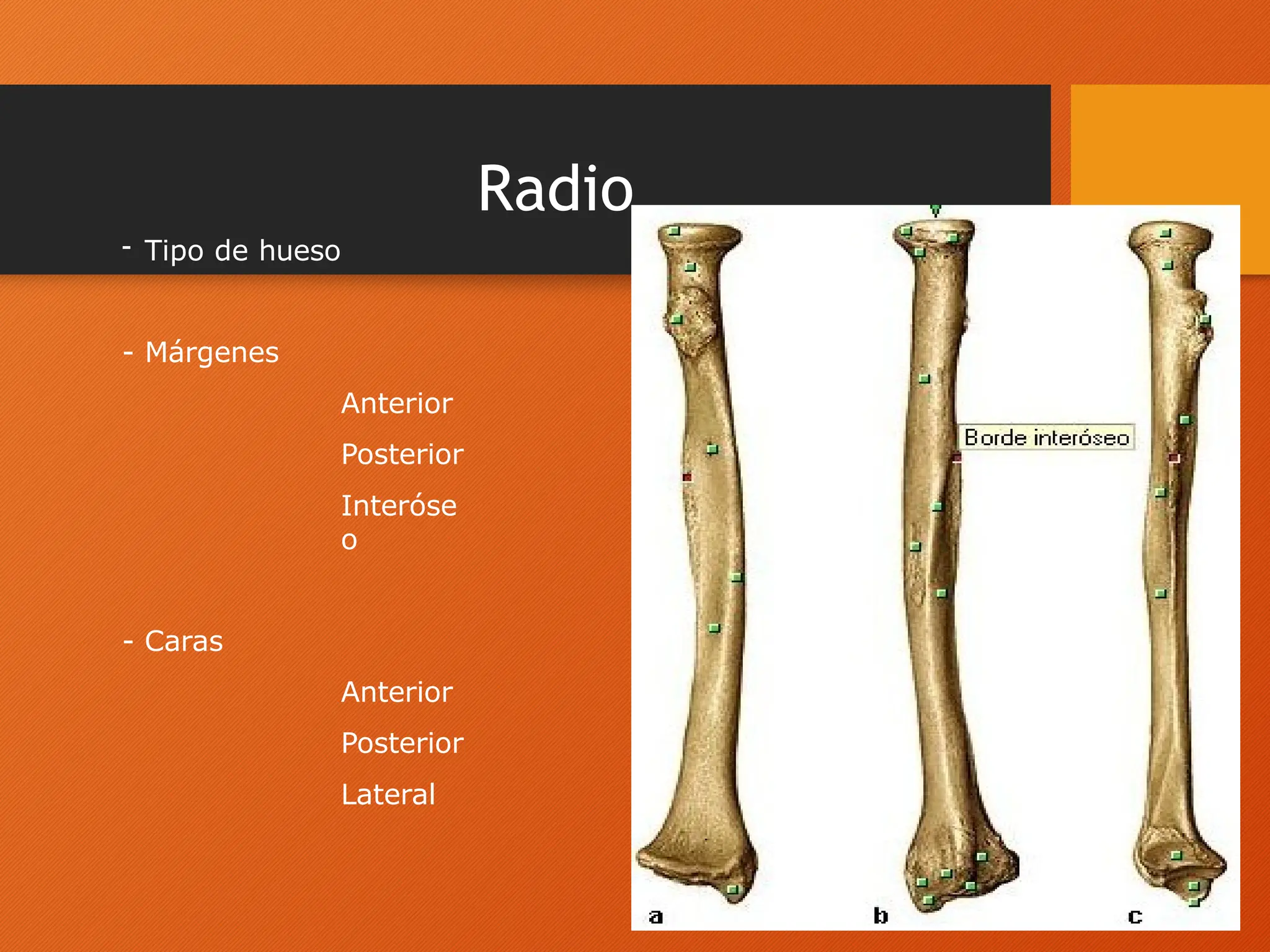 Radiología del miembro superior e inferior resumen práctico.pptx