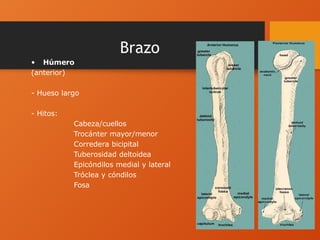 Radiología del miembro superior e inferior resumen práctico.pptx