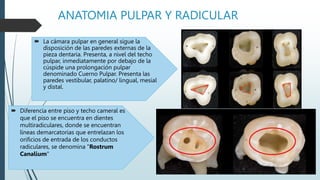 RADIOLOGIA EN ENDODONCIA (exámen complementario).pptx