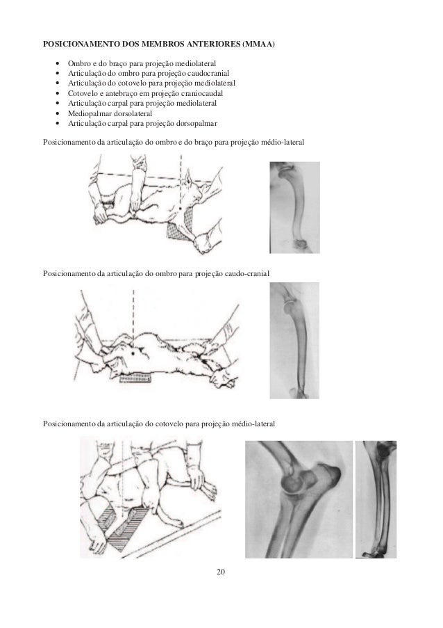 Radiologia medicina veterinária