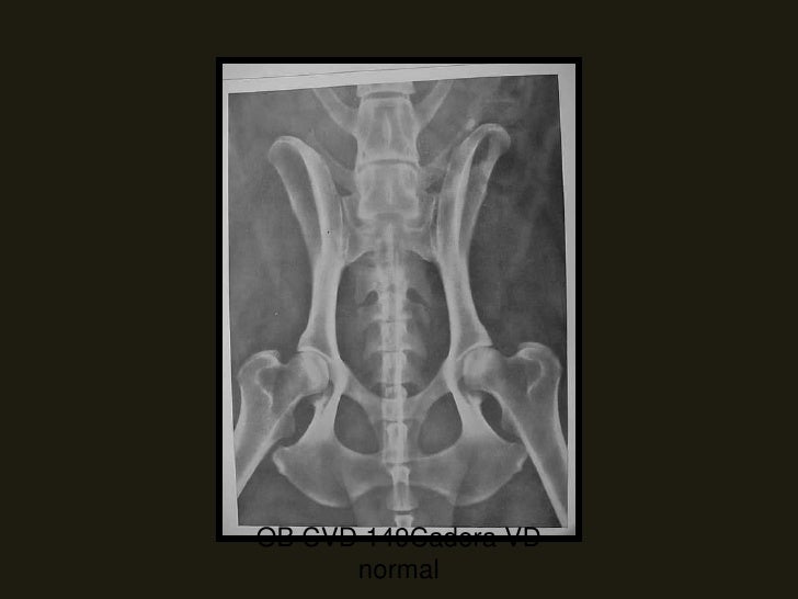 Radiologia Ortopedica de pequeños animales