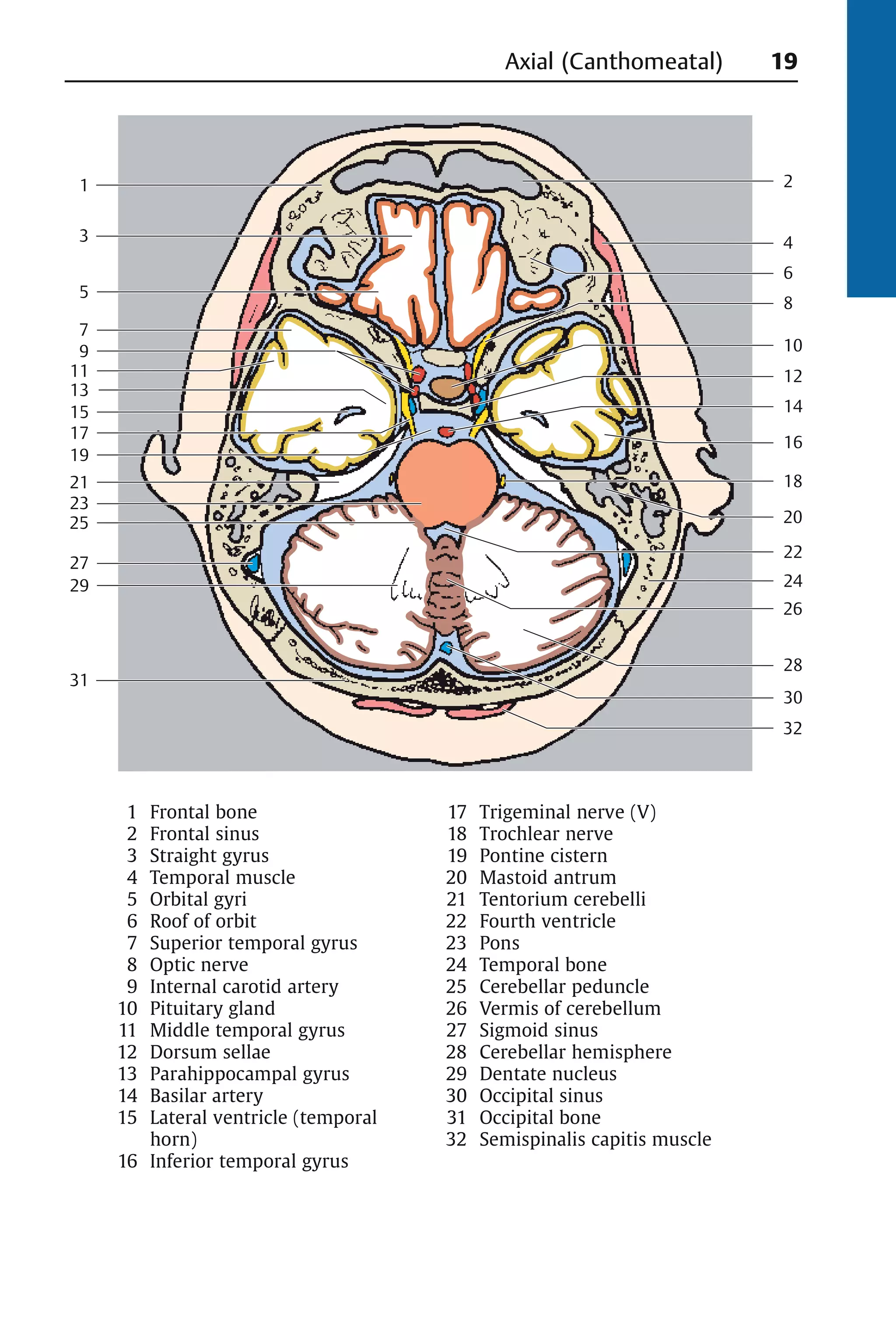 Pocket atlas of sectional anatomy Vol 1-2 | PDF
