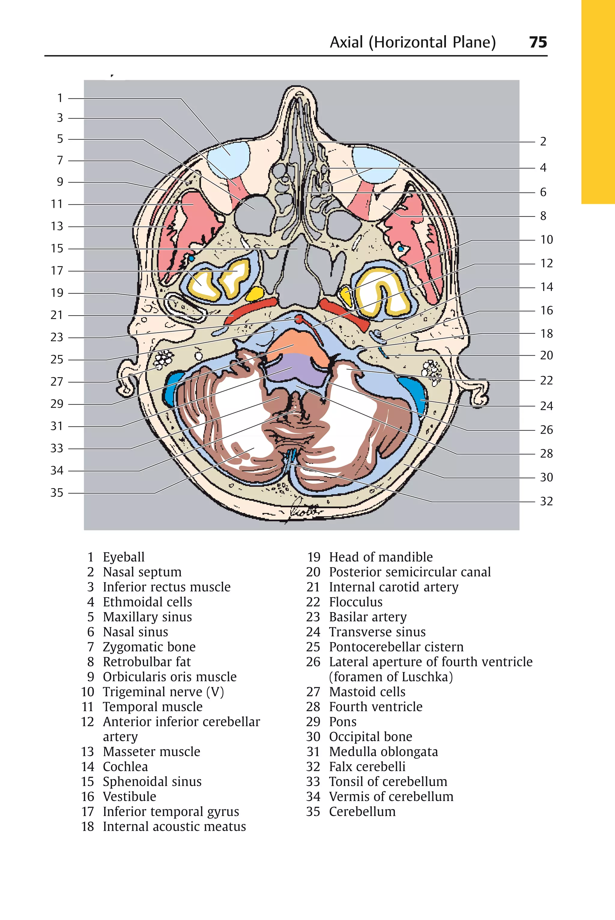 Pocket atlas of sectional anatomy Vol 1-2 | PDF
