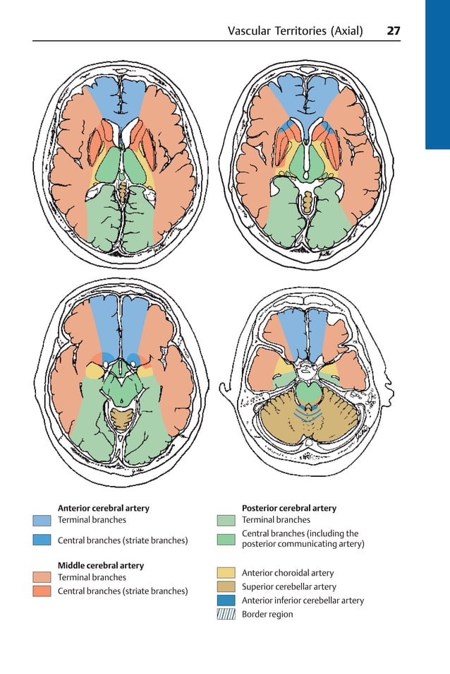 Pocket atlas of sectional anatomy Vol 1-2 | PDF