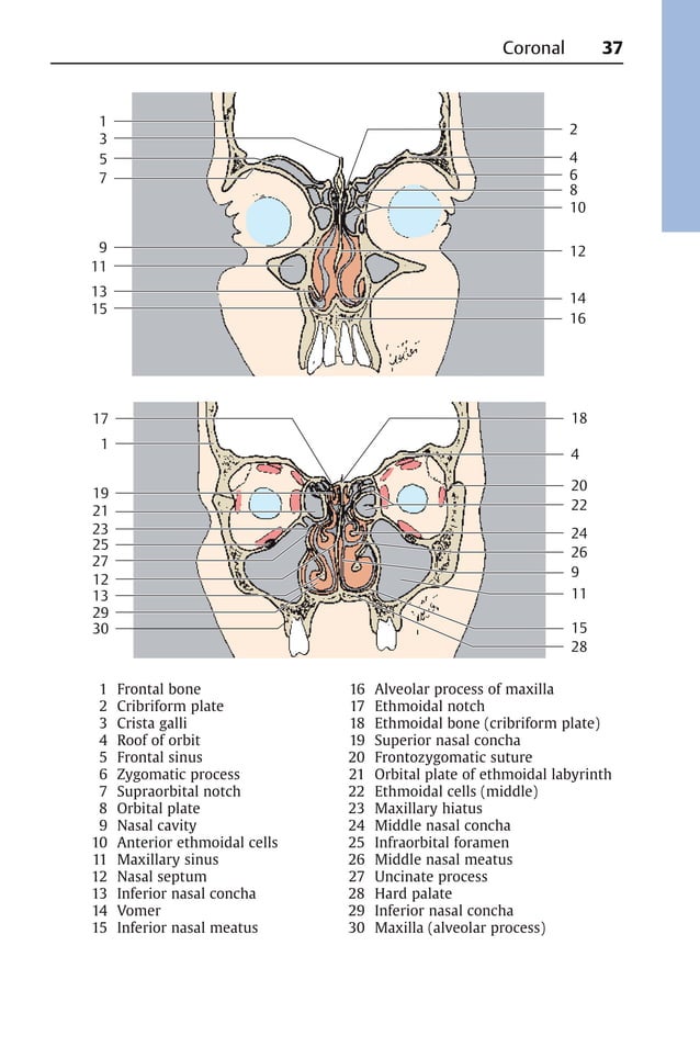 Pocket atlas of sectional anatomy Vol 1-2 | PDF