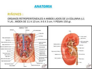 Radiologia Urológica | PPT