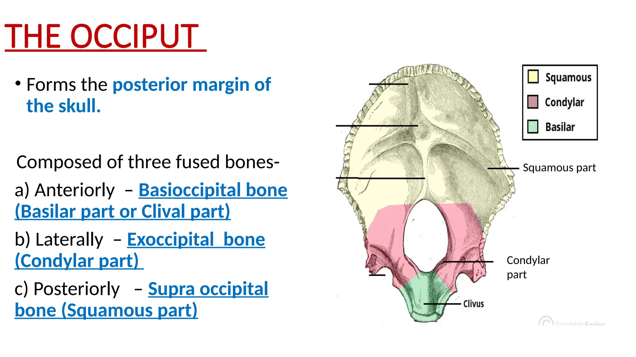 Radiological anatomy of base of the skull and craniovertevral junction ...