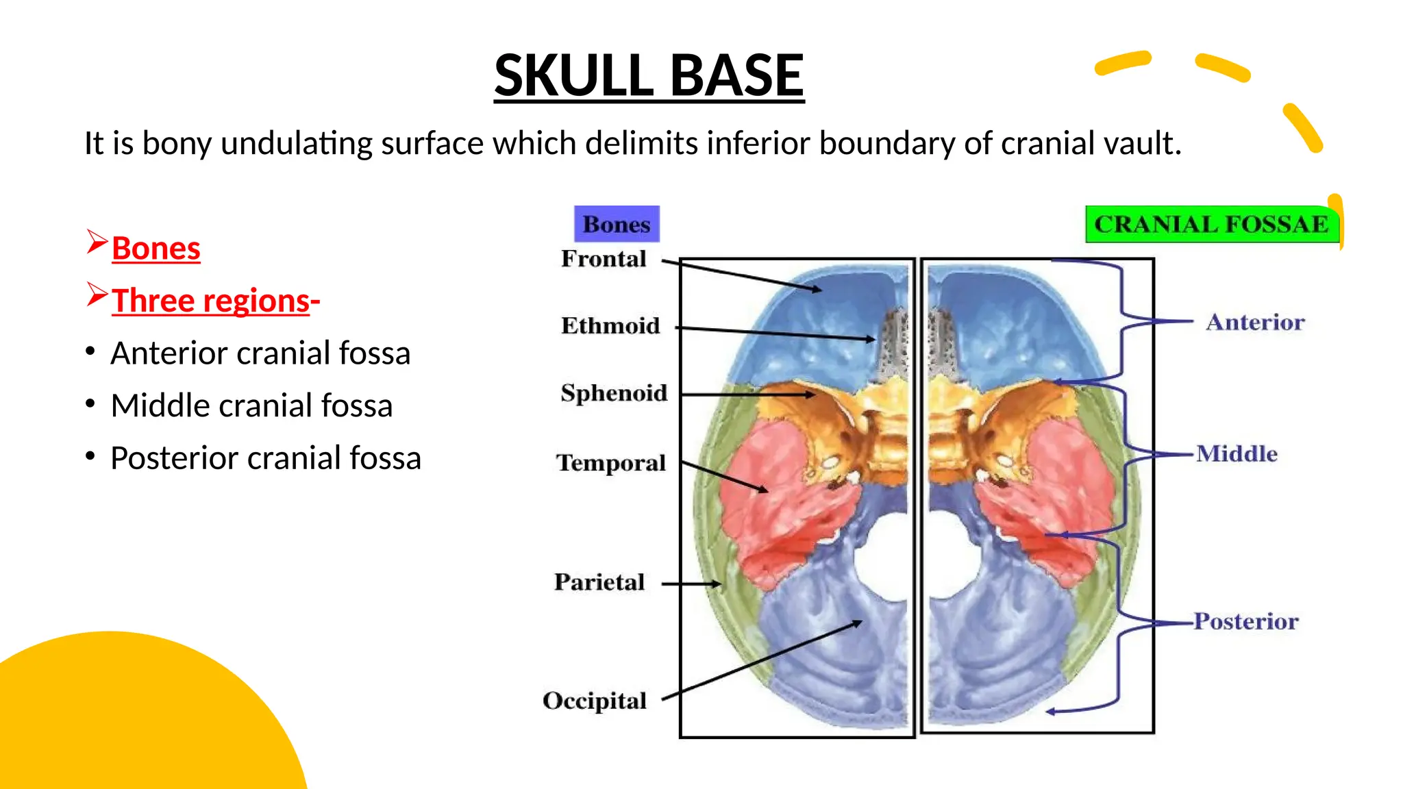 Radiological anatomy of base of the skull and craniovertevral junction ...