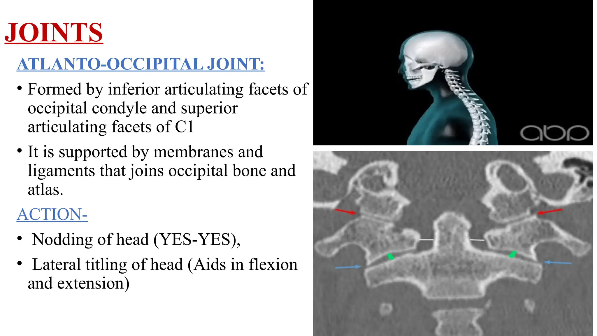 Radiological anatomy of base of the skull and craniovertevral junction ...