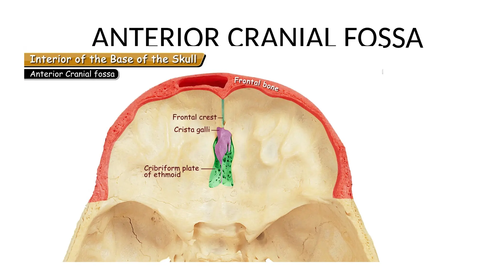 Radiological anatomy of base of the skull and craniovertevral junction ...