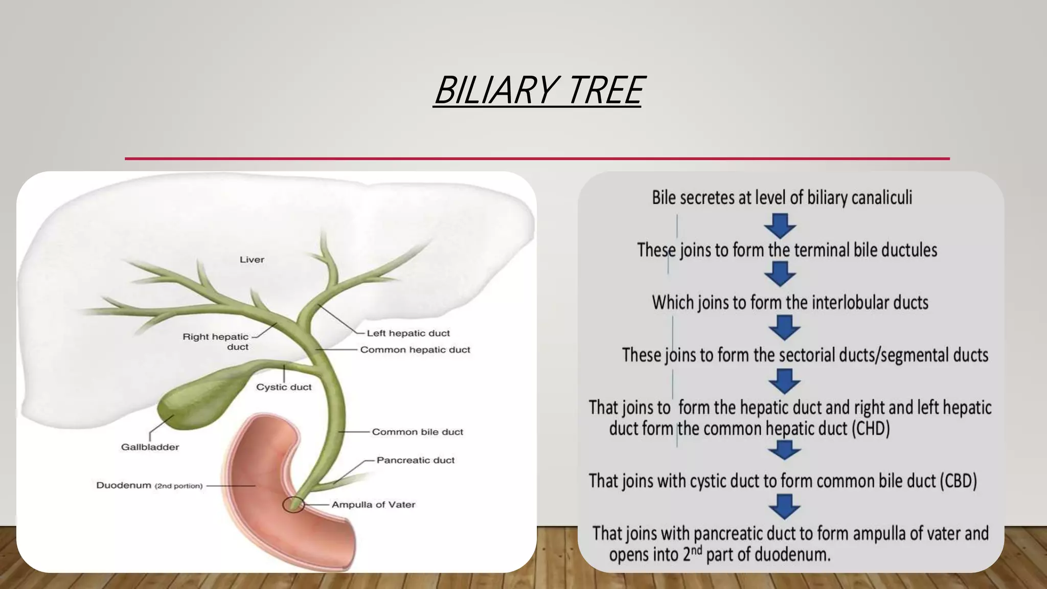 Radiological anatomy of biliary system | PPTX
