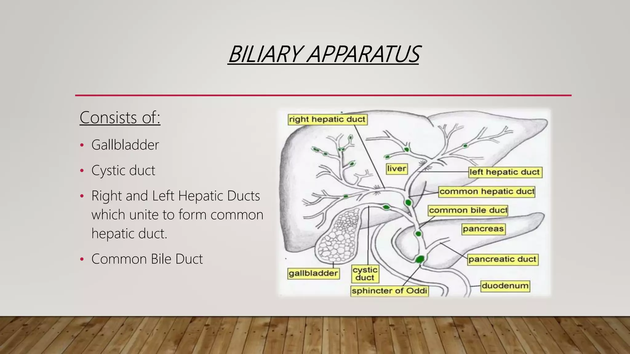 Radiological anatomy of biliary system | PPTX
