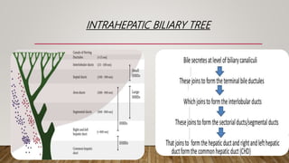 Radiological anatomy of biliary system | PPTX