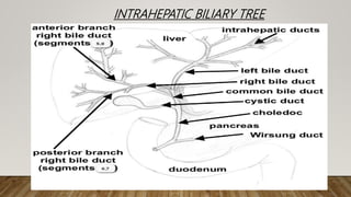 Radiological anatomy of biliary system | PPTX