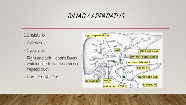 Radiological anatomy of biliary system | PPTX