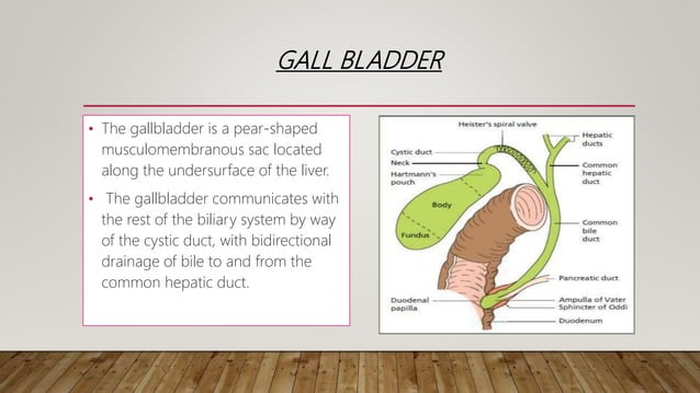 Radiological anatomy of biliary system | PPTX