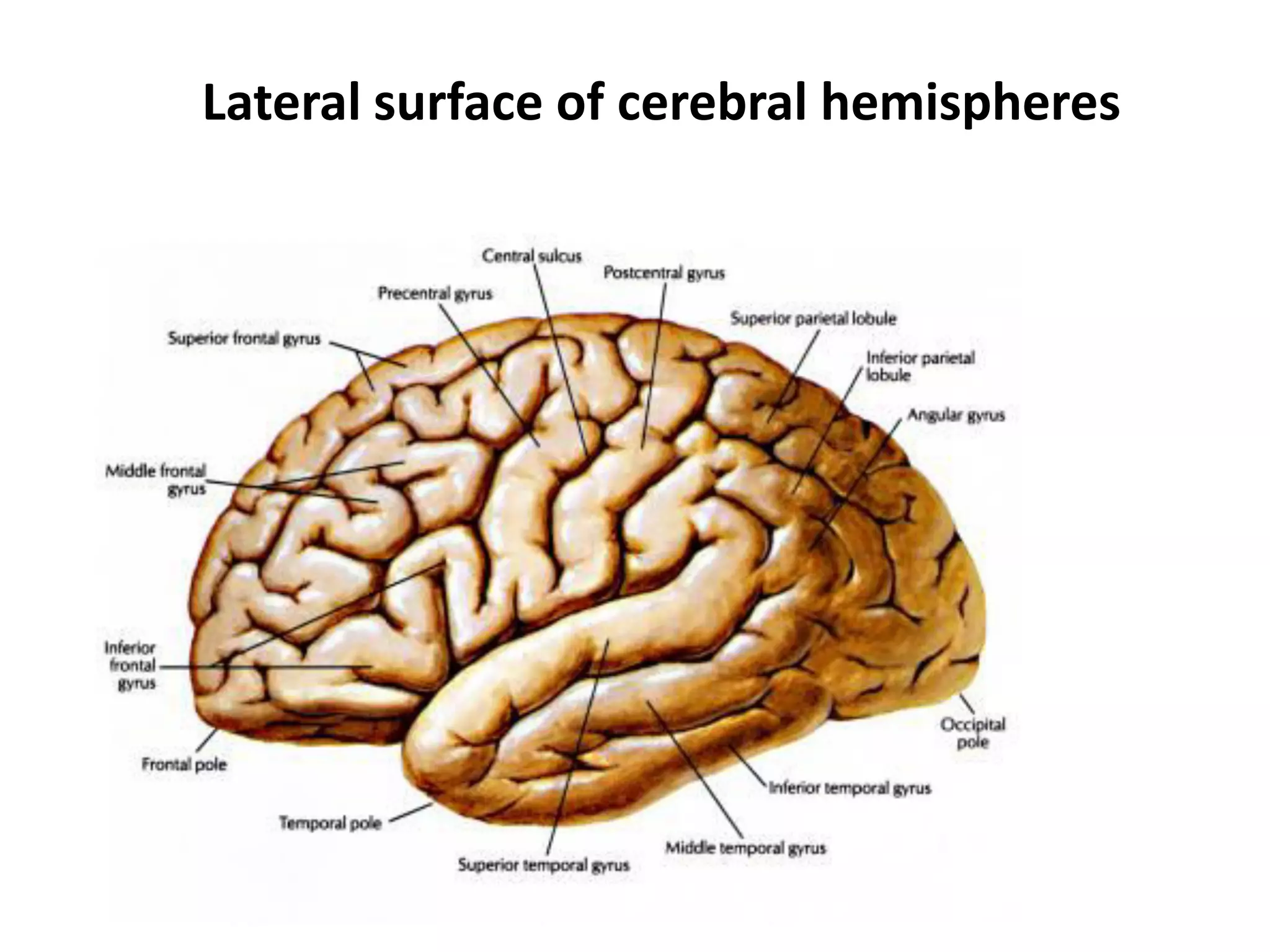 CT and MRI anatomy of brain | PDF