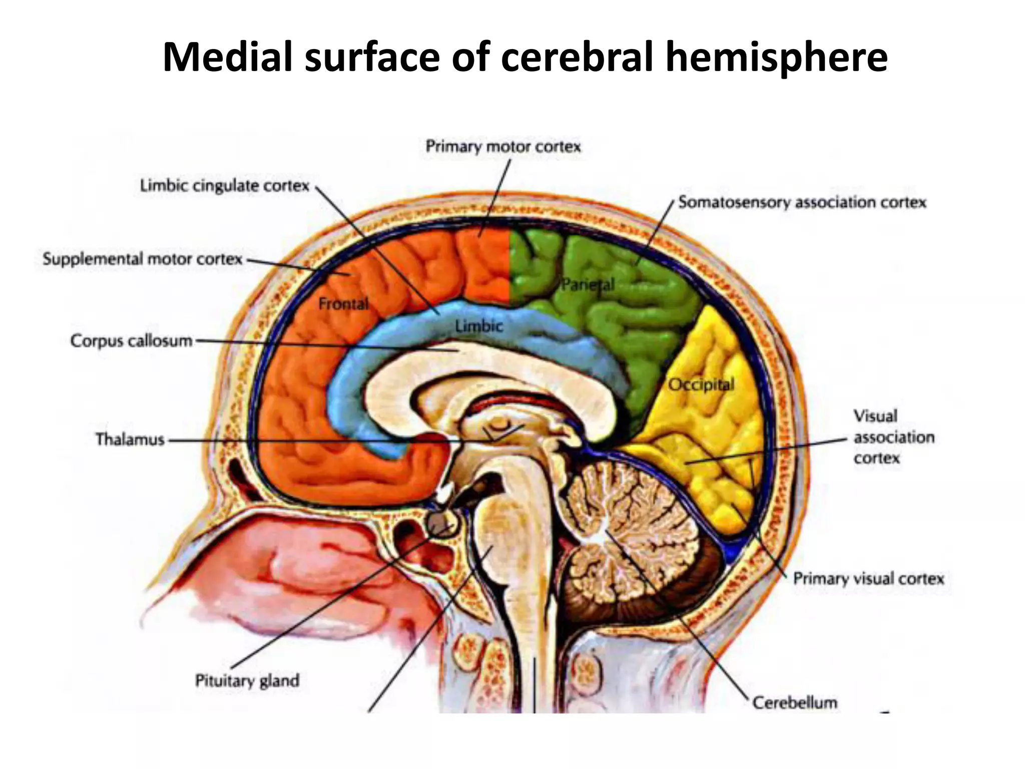 CT and MRI anatomy of brain | PDF