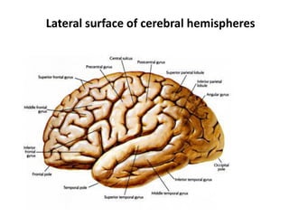 CT and MRI anatomy of brain | PPT
