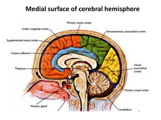 CT and MRI anatomy of brain | PPT