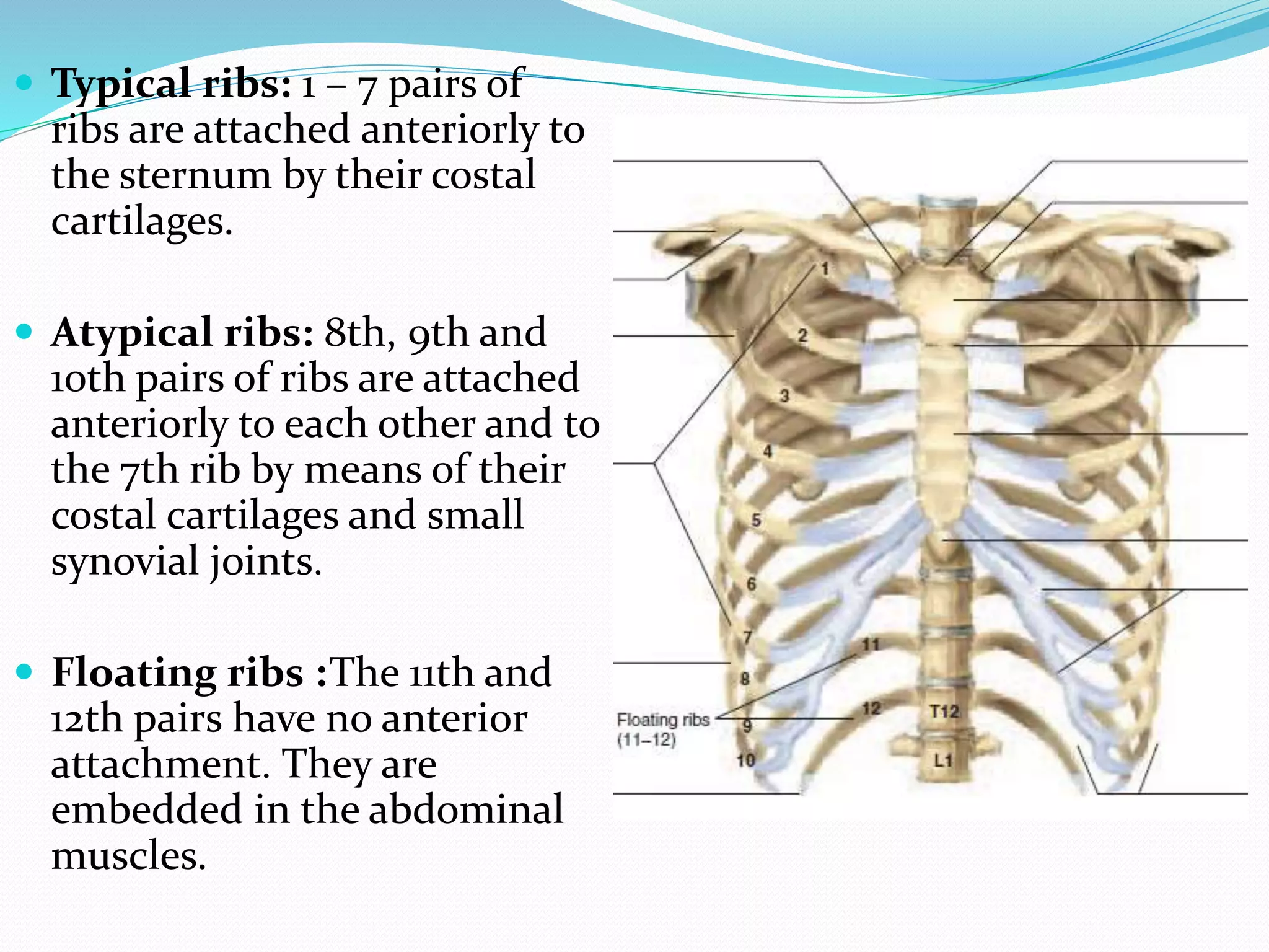 Radiological anatomy of chest including lungs,mediastinum and thoracic ...