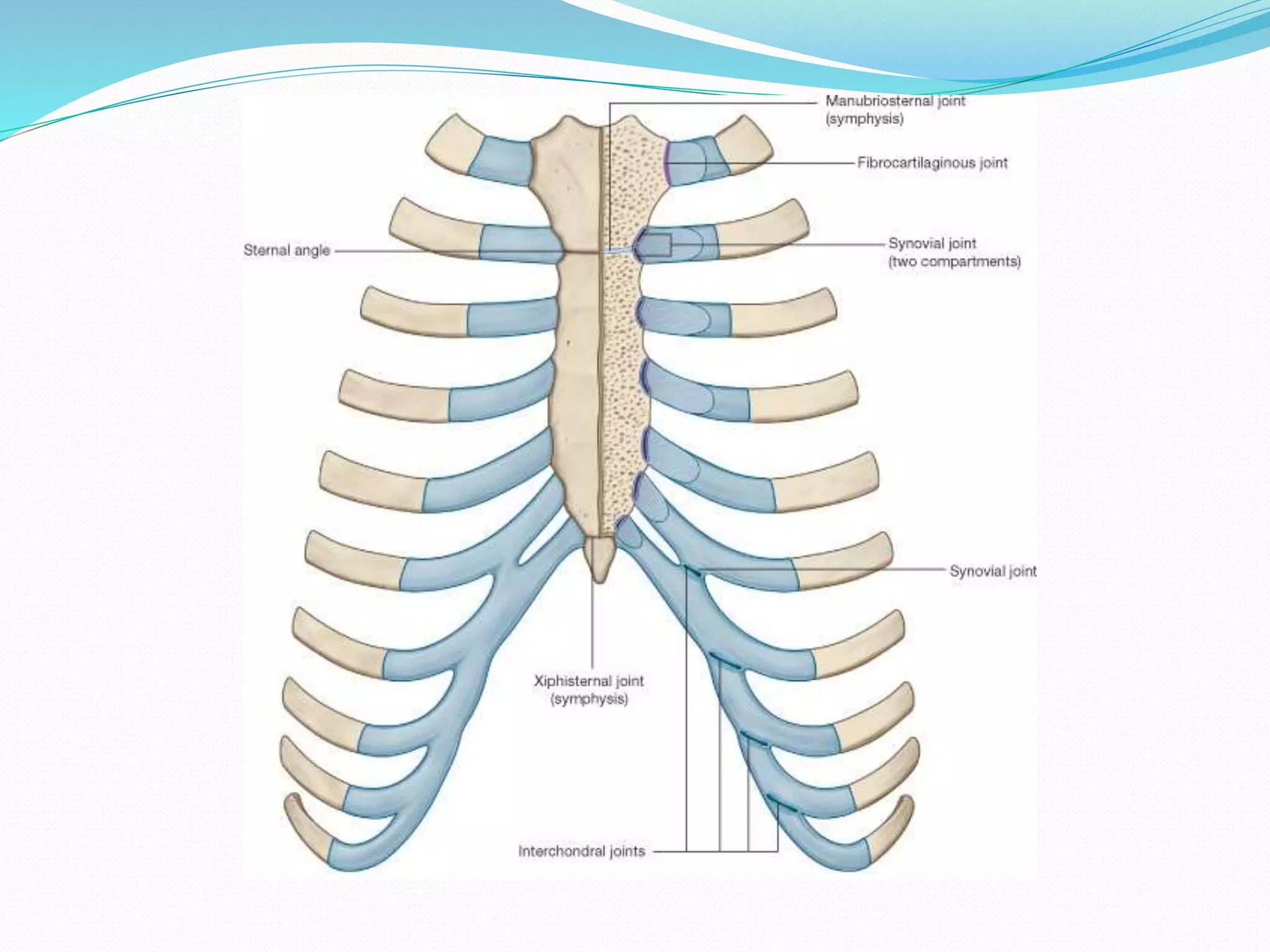 Radiological anatomy of chest including lungs,mediastinum and thoracic ...