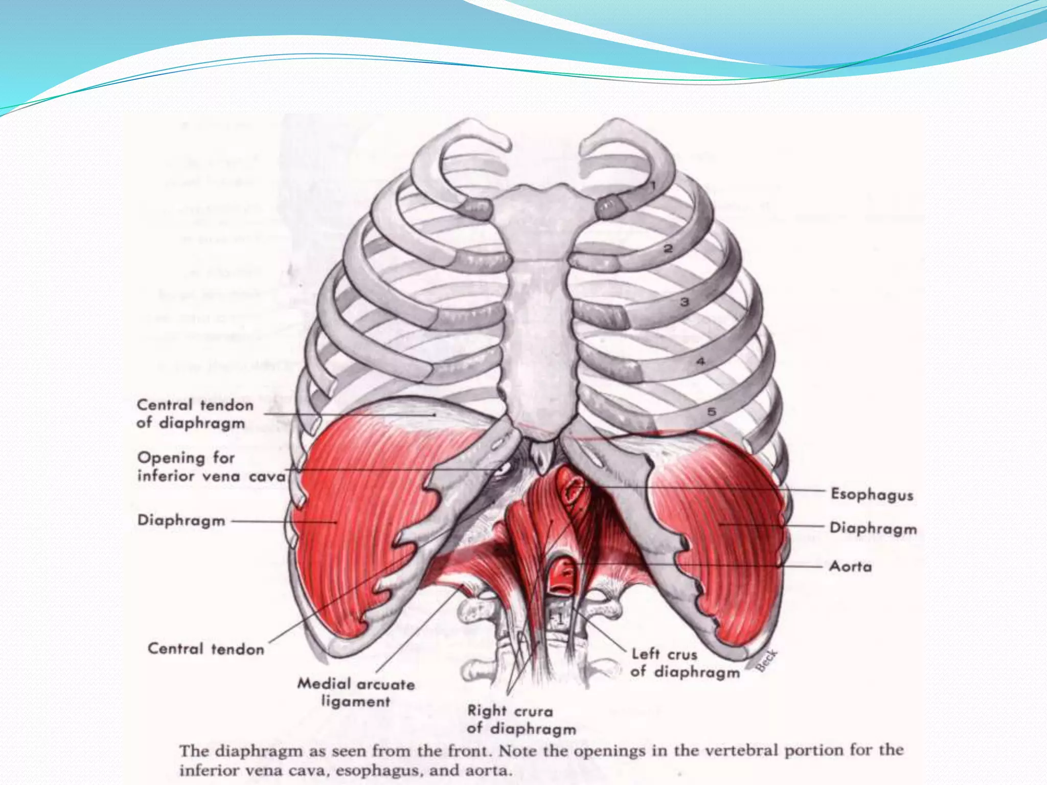Radiological anatomy of chest including lungs,mediastinum and thoracic ...