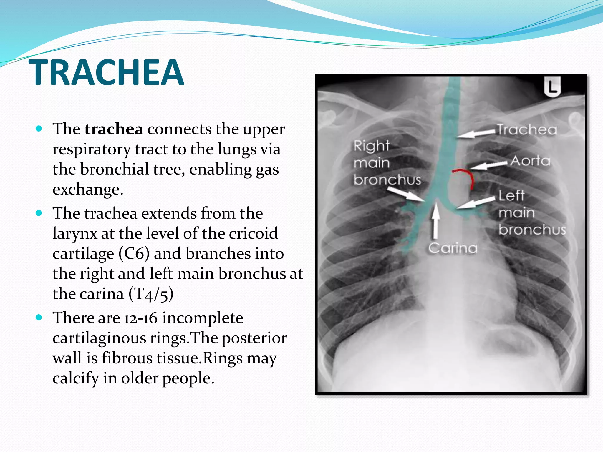 Radiological anatomy of chest including lungs,mediastinum and thoracic ...
