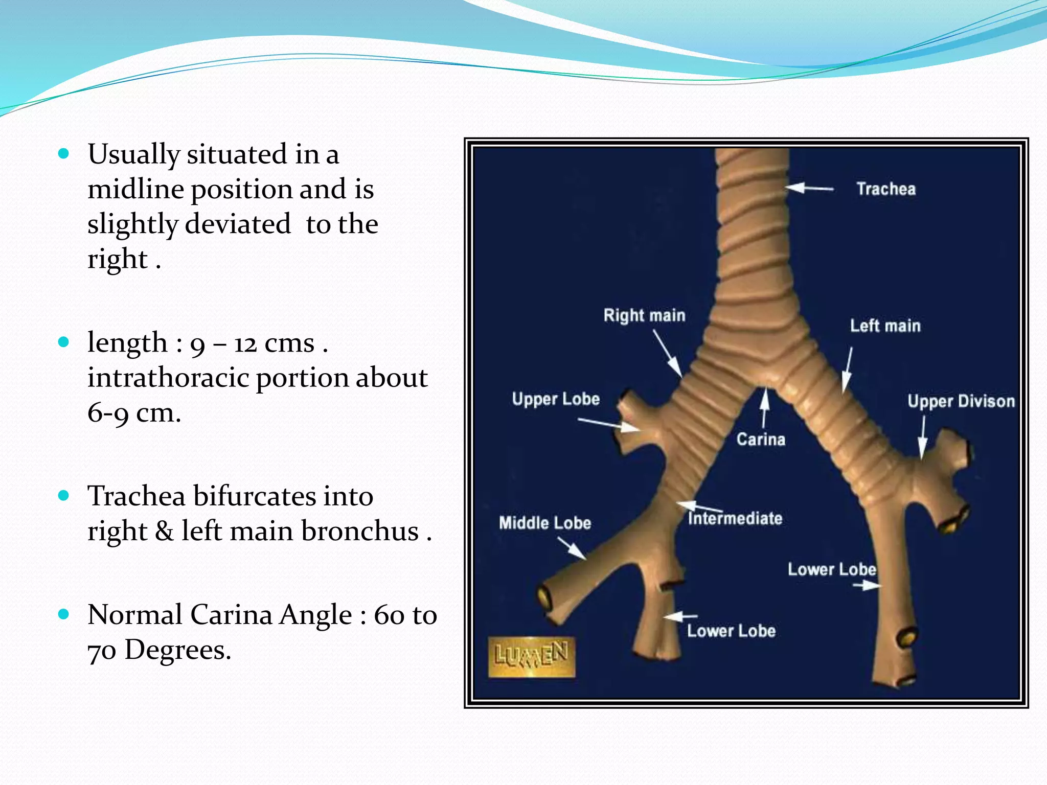 Radiological anatomy of chest including lungs,mediastinum and thoracic ...