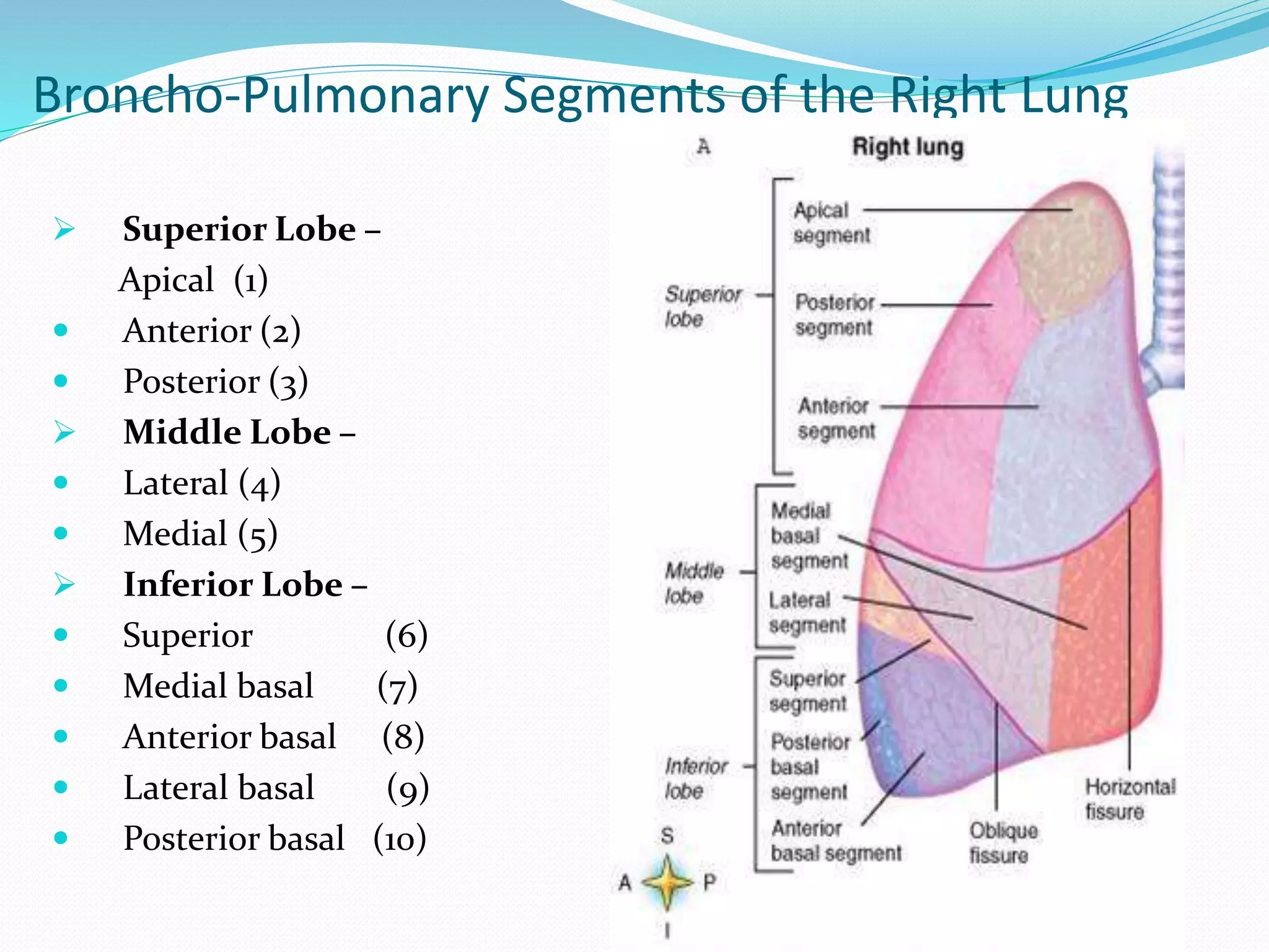 Radiological anatomy of chest including lungs,mediastinum and thoracic ...