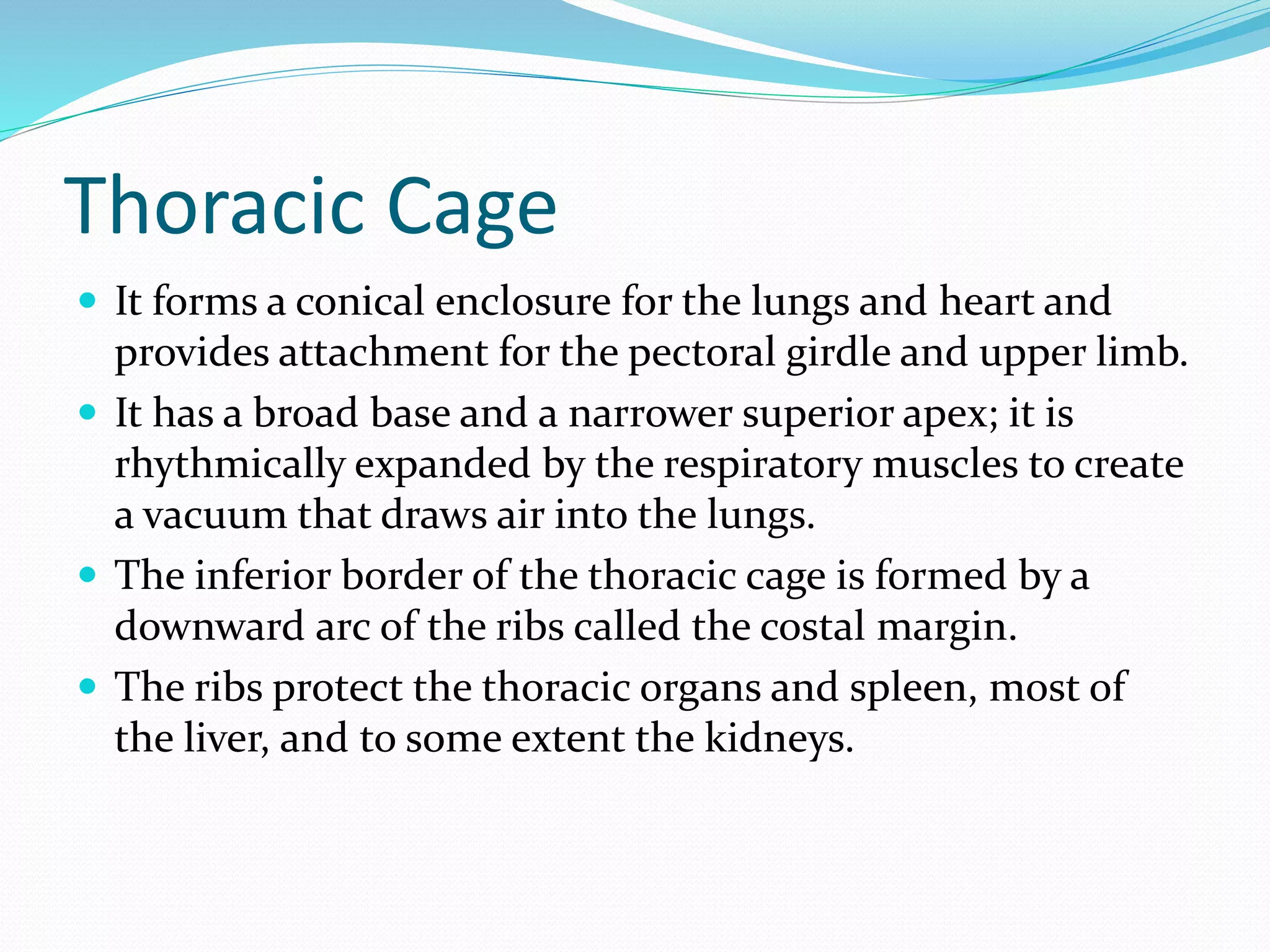 Radiological anatomy of chest including lungs,mediastinum and thoracic ...