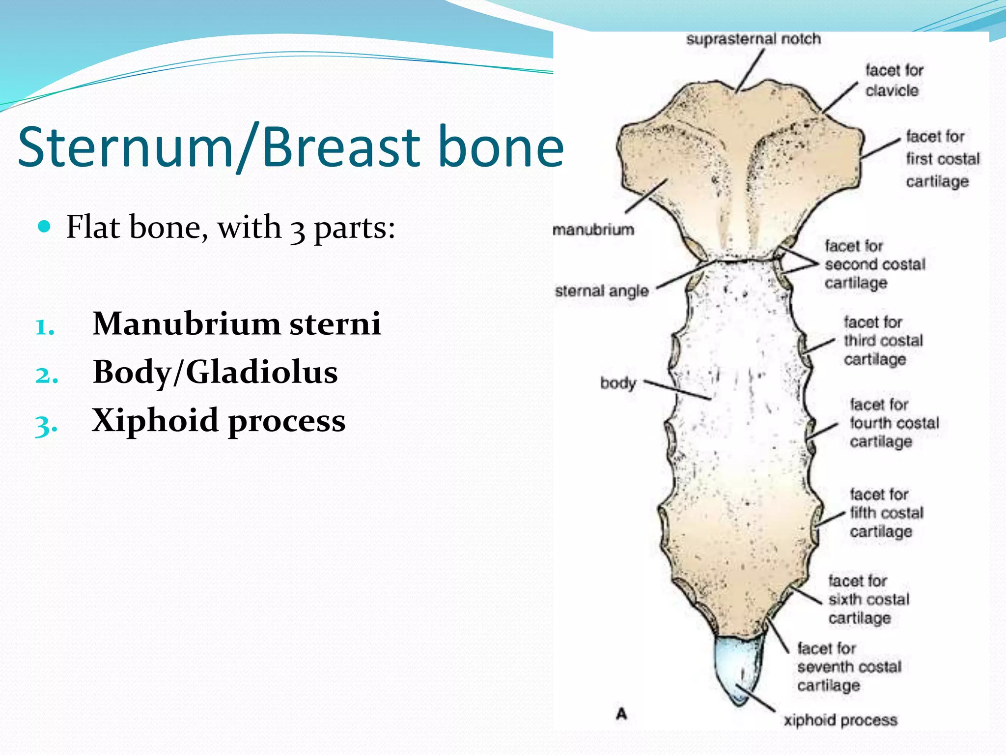 Radiological anatomy of chest including lungs,mediastinum and thoracic cage | PPTX