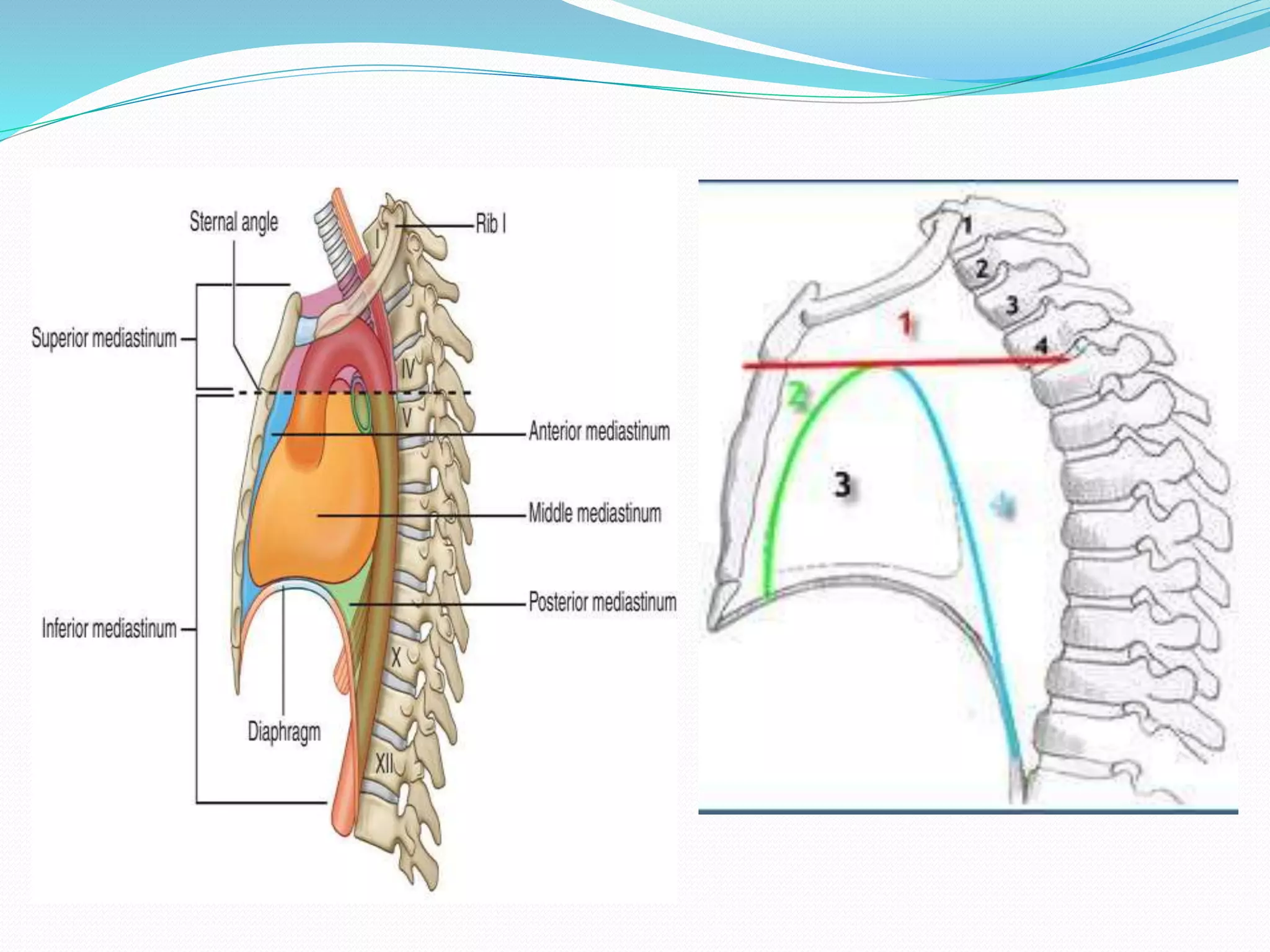 Radiological anatomy of chest including lungs,mediastinum and thoracic ...