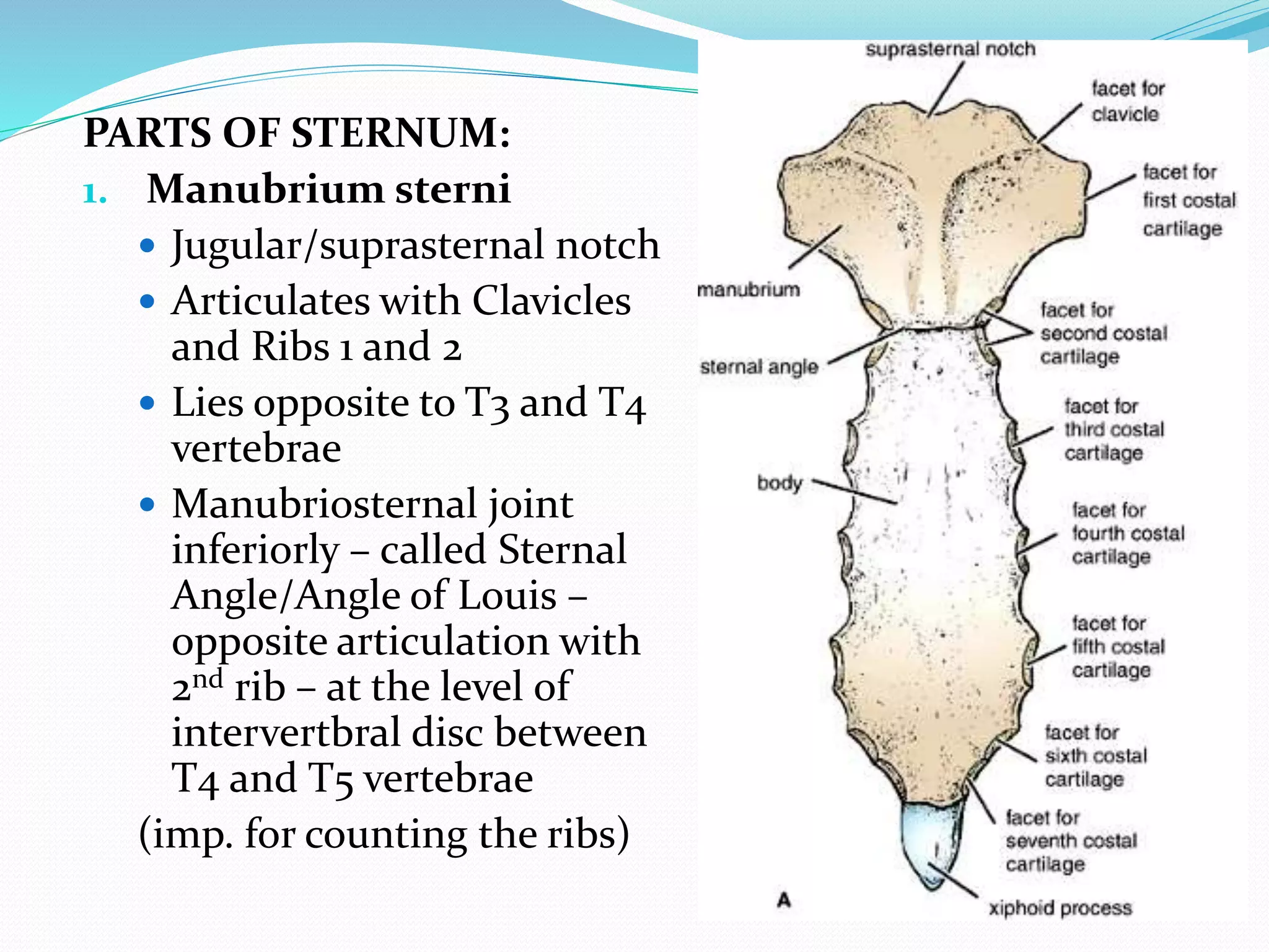 Radiological anatomy of chest including lungs,mediastinum and thoracic ...