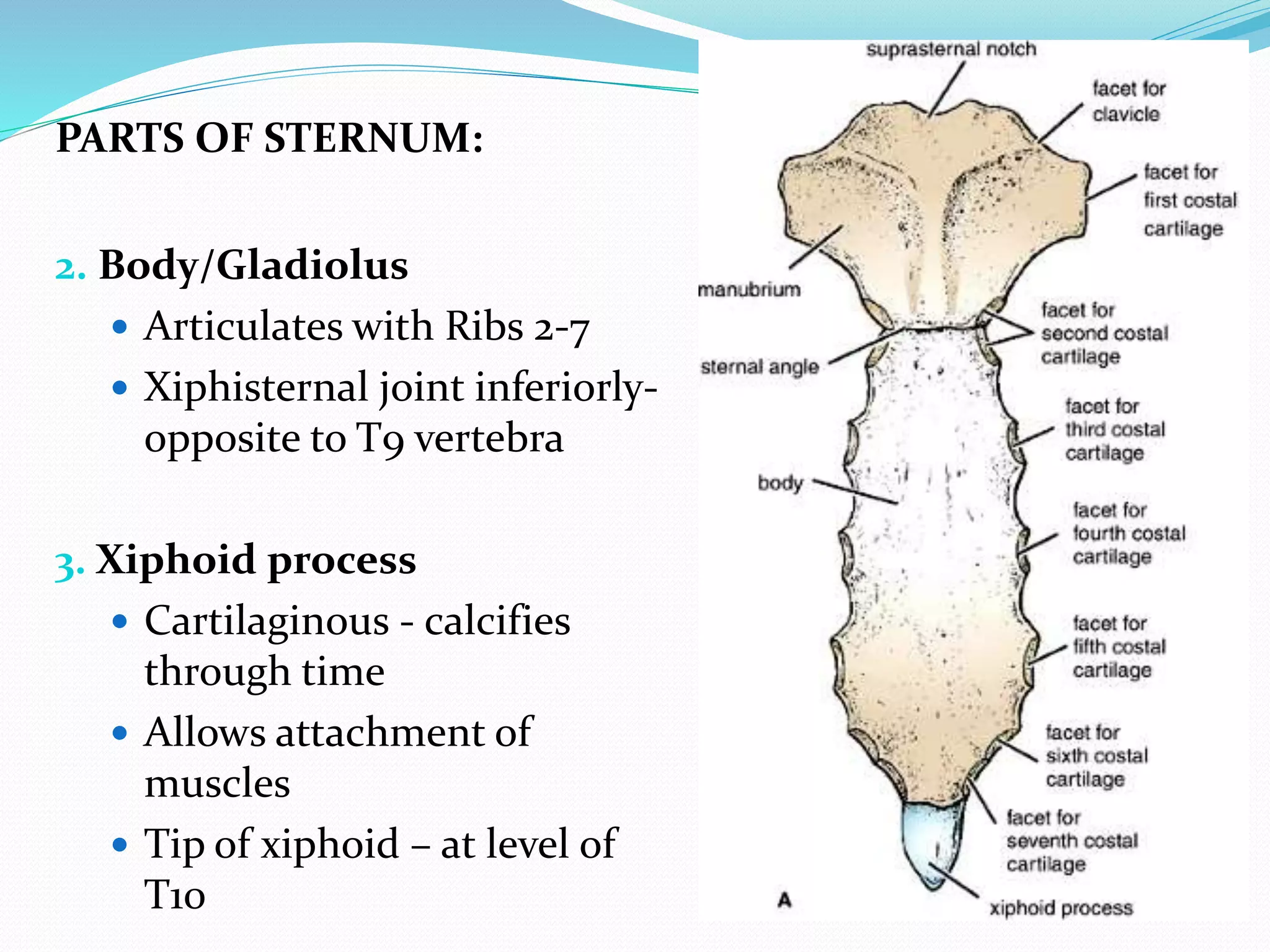 Radiological anatomy of chest including lungs,mediastinum and thoracic ...