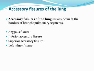 Radiological anatomy of chest including lungs,mediastinum and thoracic ...